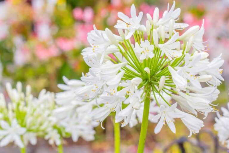 19 Fragrant White Flowers with Irresistible Scents