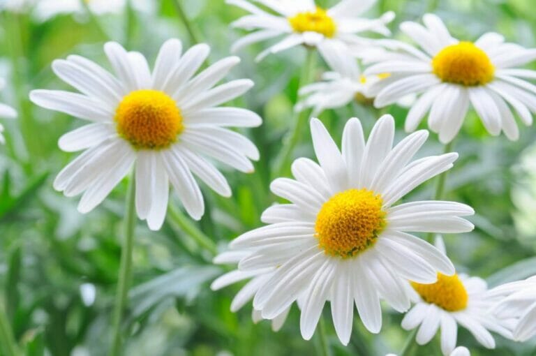 Daisy Flowers: What These Simple Blooms Whisper in the Language of ...