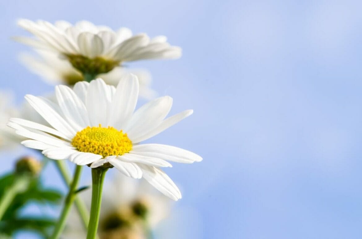 Daisy Flower Meaning and Symbolism in the Langauge of Flowers - Petal ...