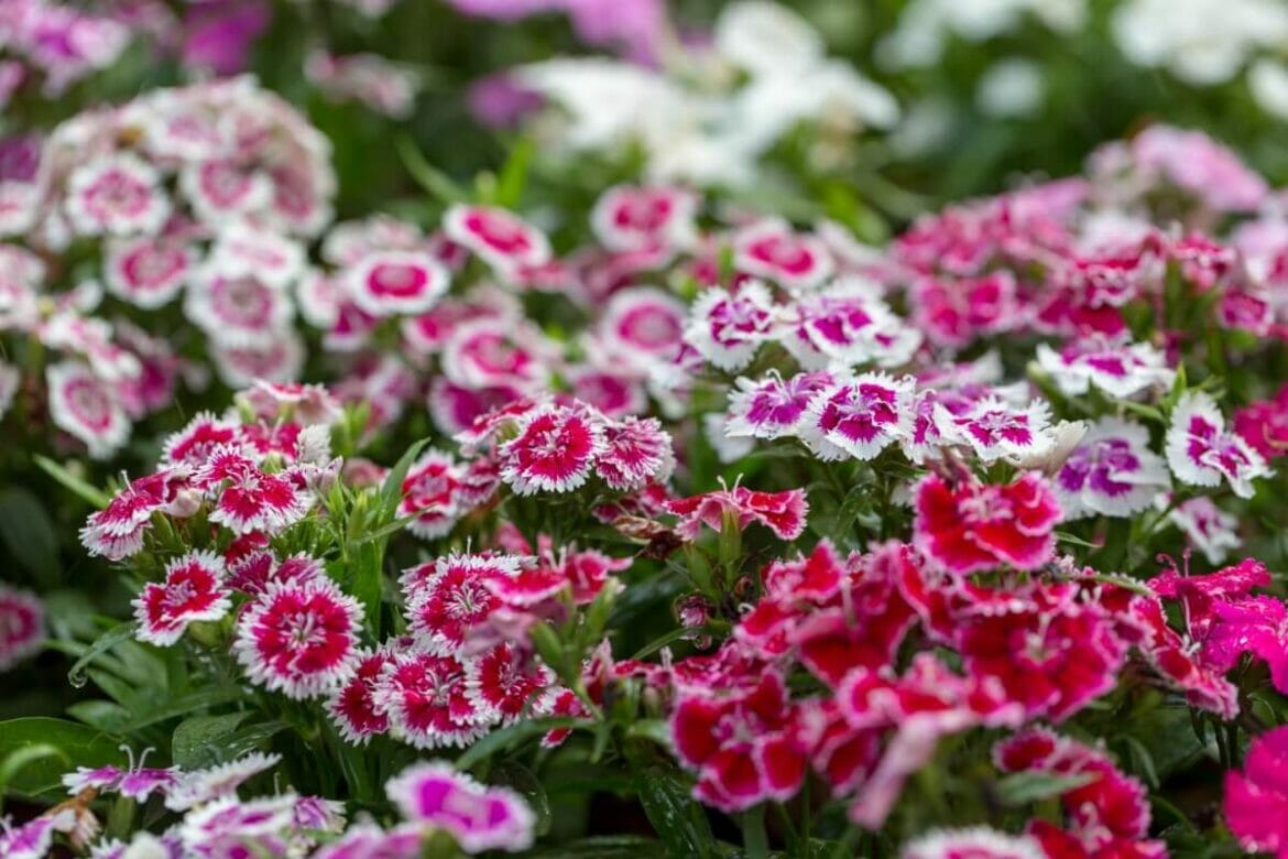 How to Grow Dianthus chinensis (Chinese Pink) - Petal Republic