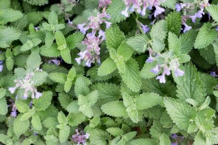 How to Grow and Care for Catnip: Your Complete Guide - Petal Republic