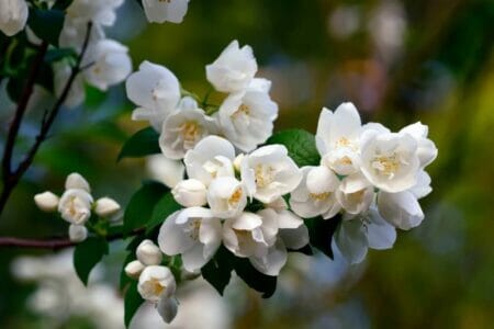 The 19 Most Fragrant White Flowers - Petal Republic