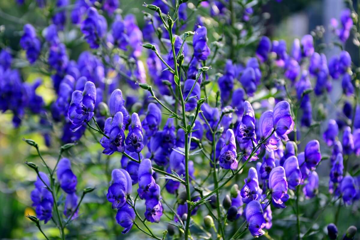 Beautiful but Deadly: The Sinister Symbolism of Wolf’s Bane Flowers ...