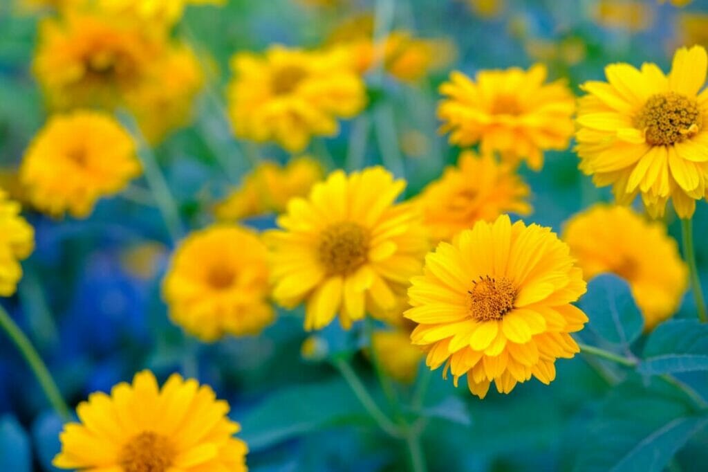 Yellow Flowers: 55 Beautiful Varieties to Brighten Your Garden - Petal ...