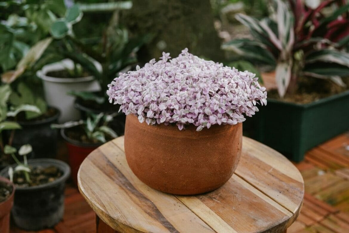 How to Grow and Care for Callisia repens (Turtle Vine) - Petal Republic