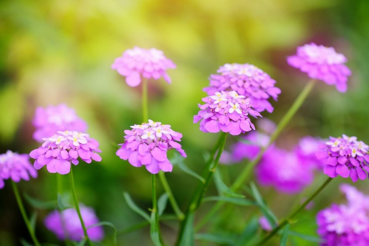 How to Grow Garden Candytuft (Iberis umbellata) - Petal Republic