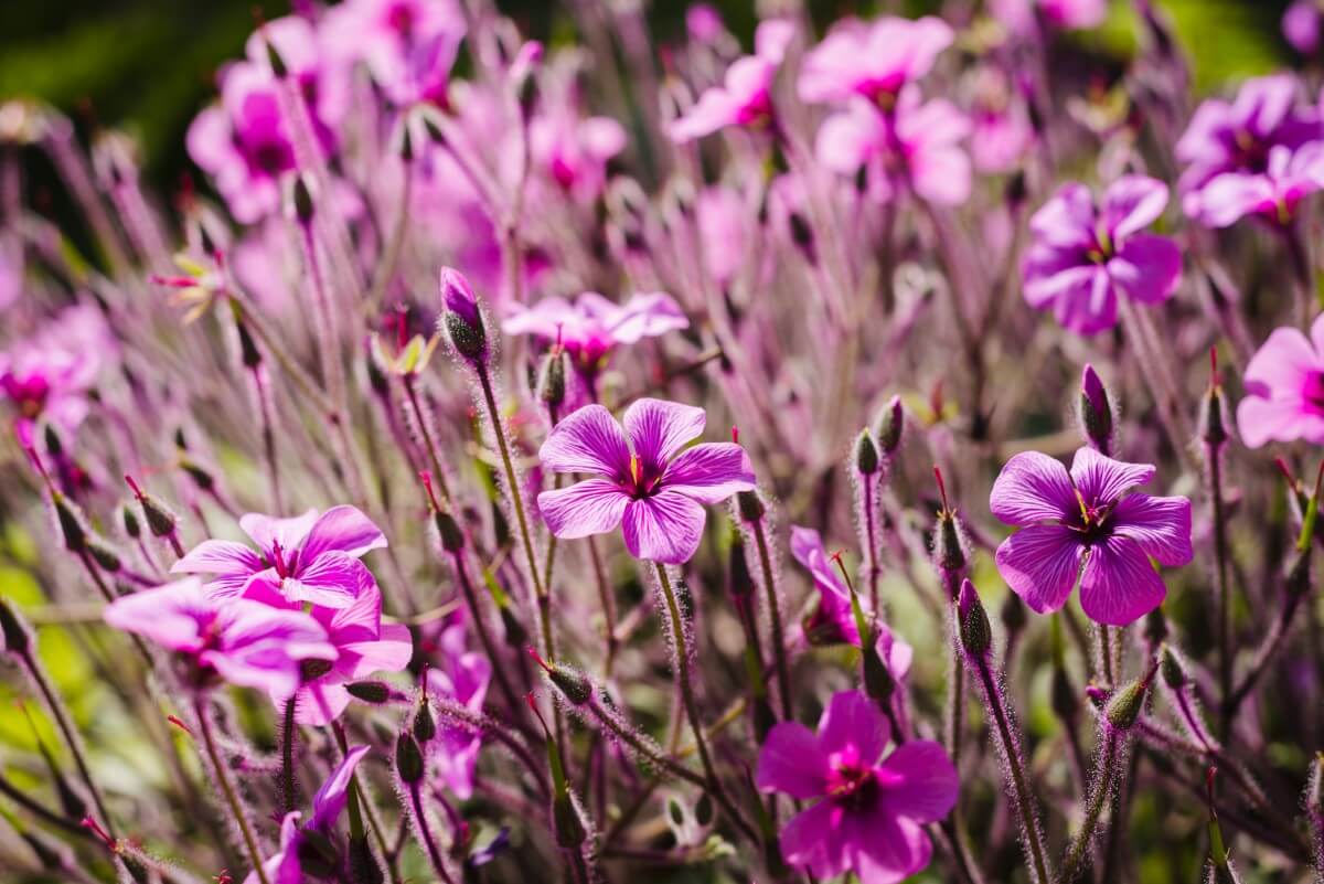 How to Grow Geranium maderense (Madeira cranesbill) - Petal Republic