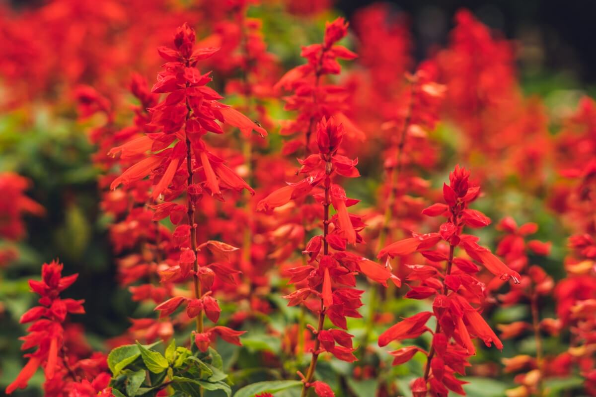 How to Grow Scarlet Sage (Salvia splendens) - Petal Republic