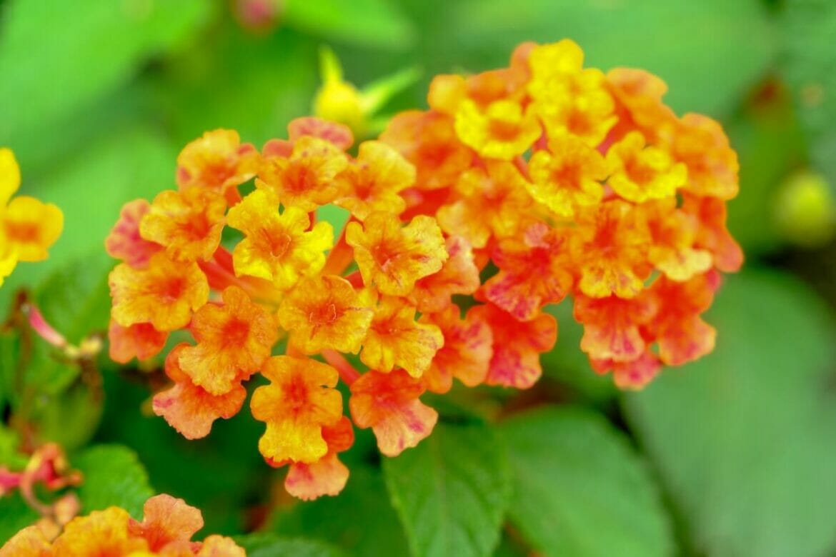 How to Grow Texas Lantana (Lantana urticoides) - Petal Republic