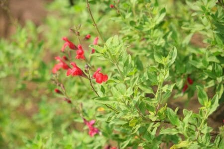 How to Grow Salvia greggii (Autumn sage) - Petal Republic