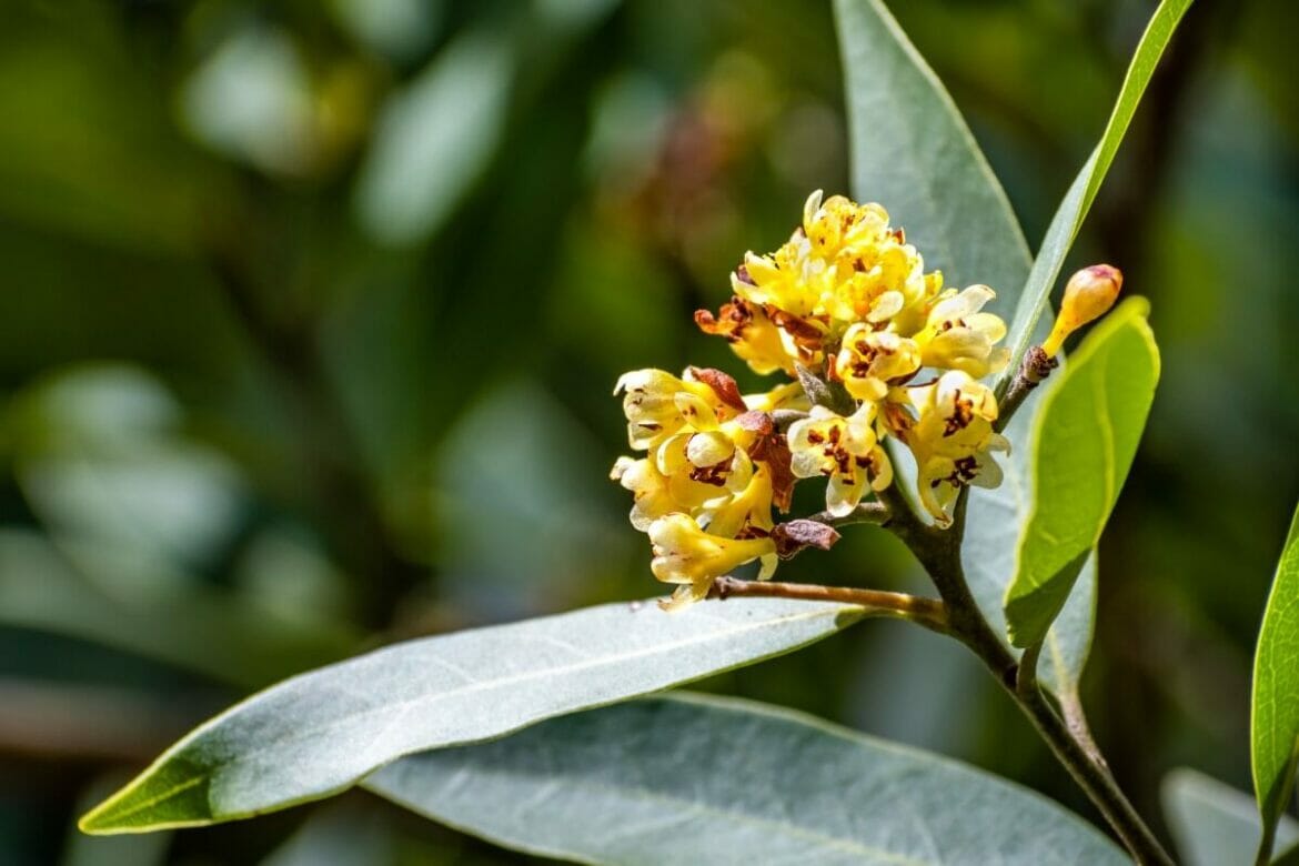 Essential Guide to Bay Laurel (Laurus Nobilis) Meaning - Petal Republic