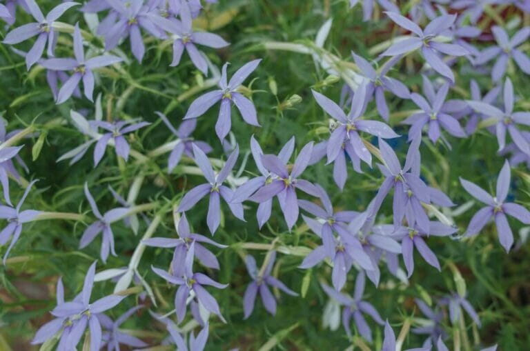 How To Grow Blue Star Flowers (Amsonia tabernaemontana) - Petal Republic