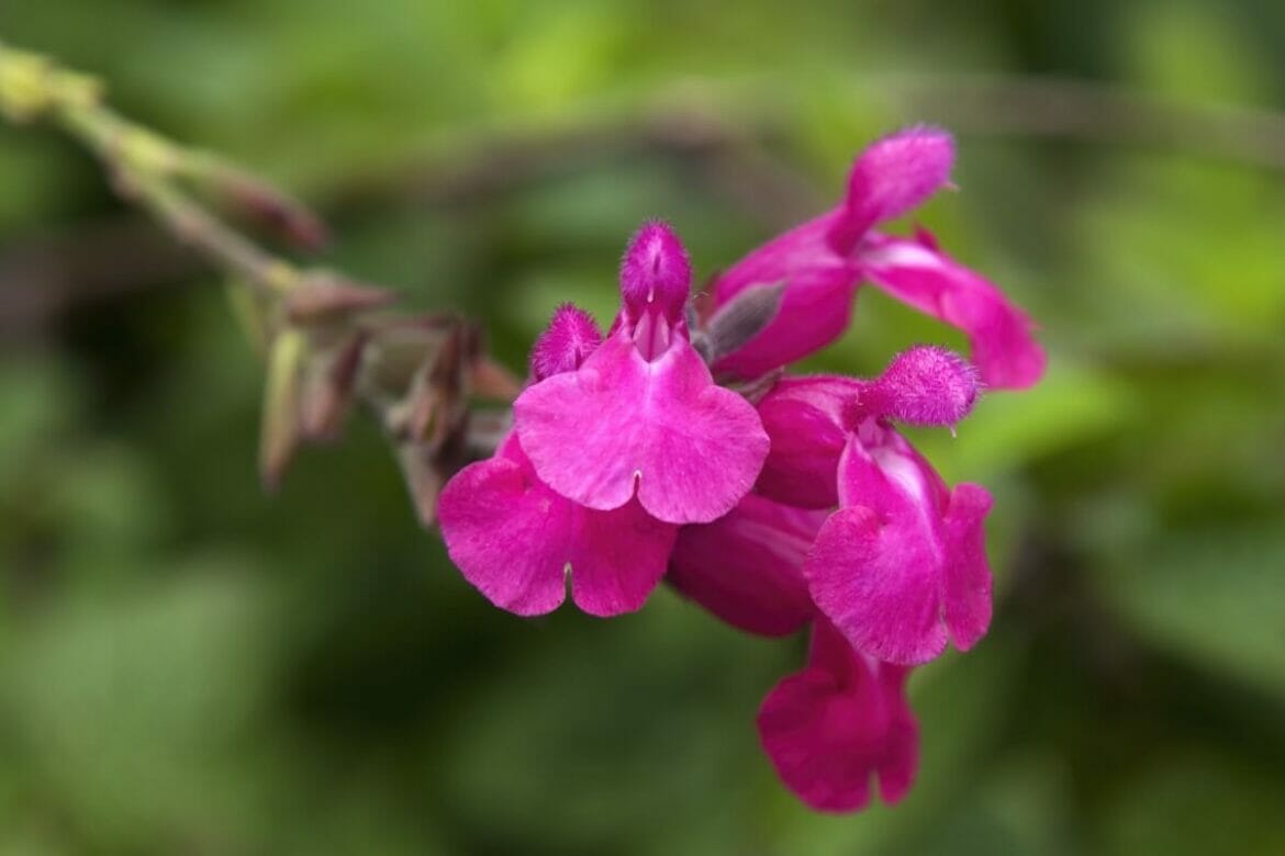 How to Grow Salvia greggii (Autumn sage) - Petal Republic