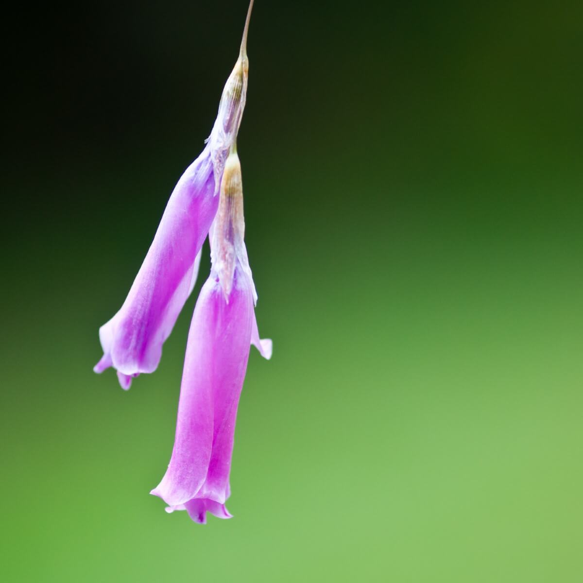 How to Grow Angel's Fishing Rod (Dierama pulcherrimum) - Petal Republic