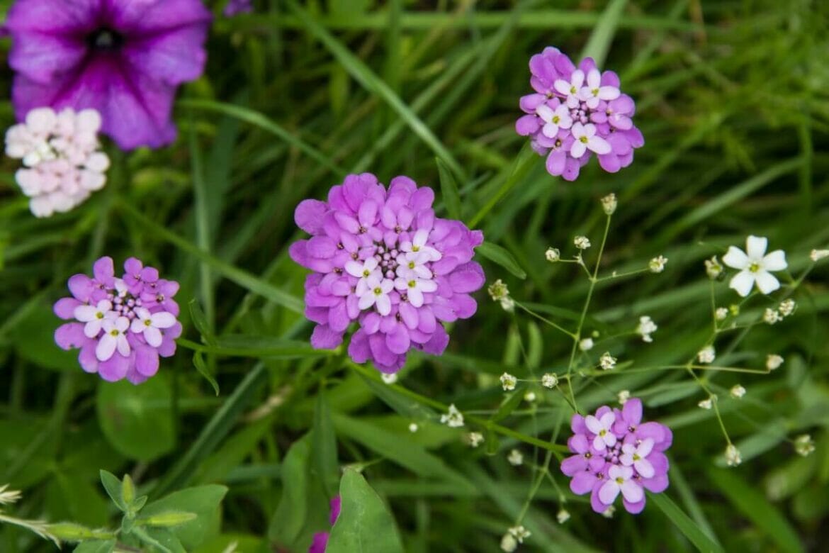 Grow Stunning Garden Candytuft with Expert Tips - Petal Republic
