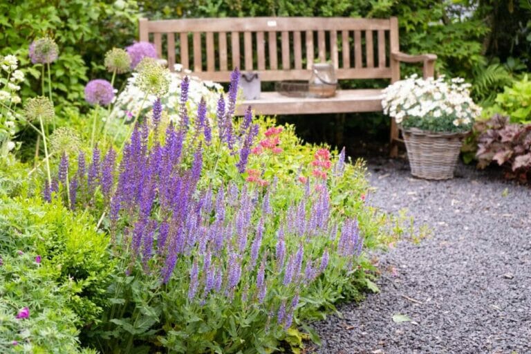 How to Grow Salvia Nemorosa Flowers (Woodland Sage) - Petal Republic