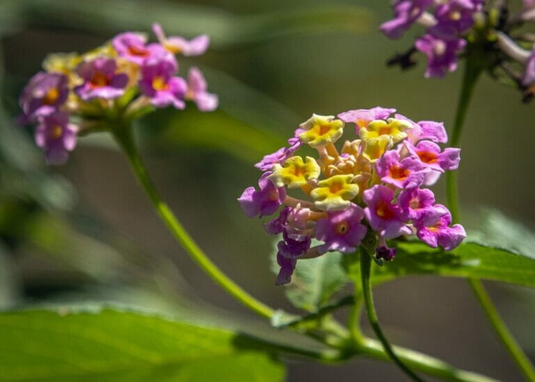 How to Grow Texas Lantana (Lantana urticoides) - Petal Republic