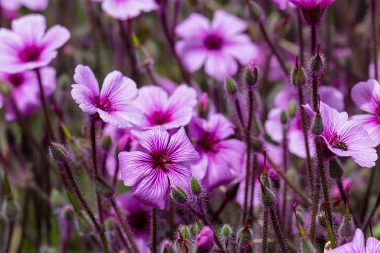 The Ultimate Guide to Growing Geranium Maderense - Petal Republic