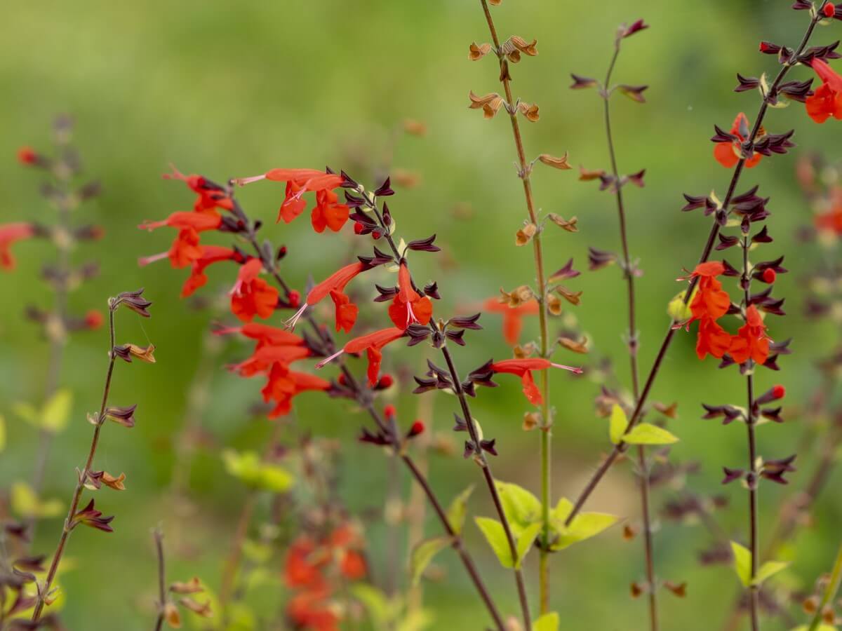 Growing Texas Sage: Tips and Techniques - Petal Republic