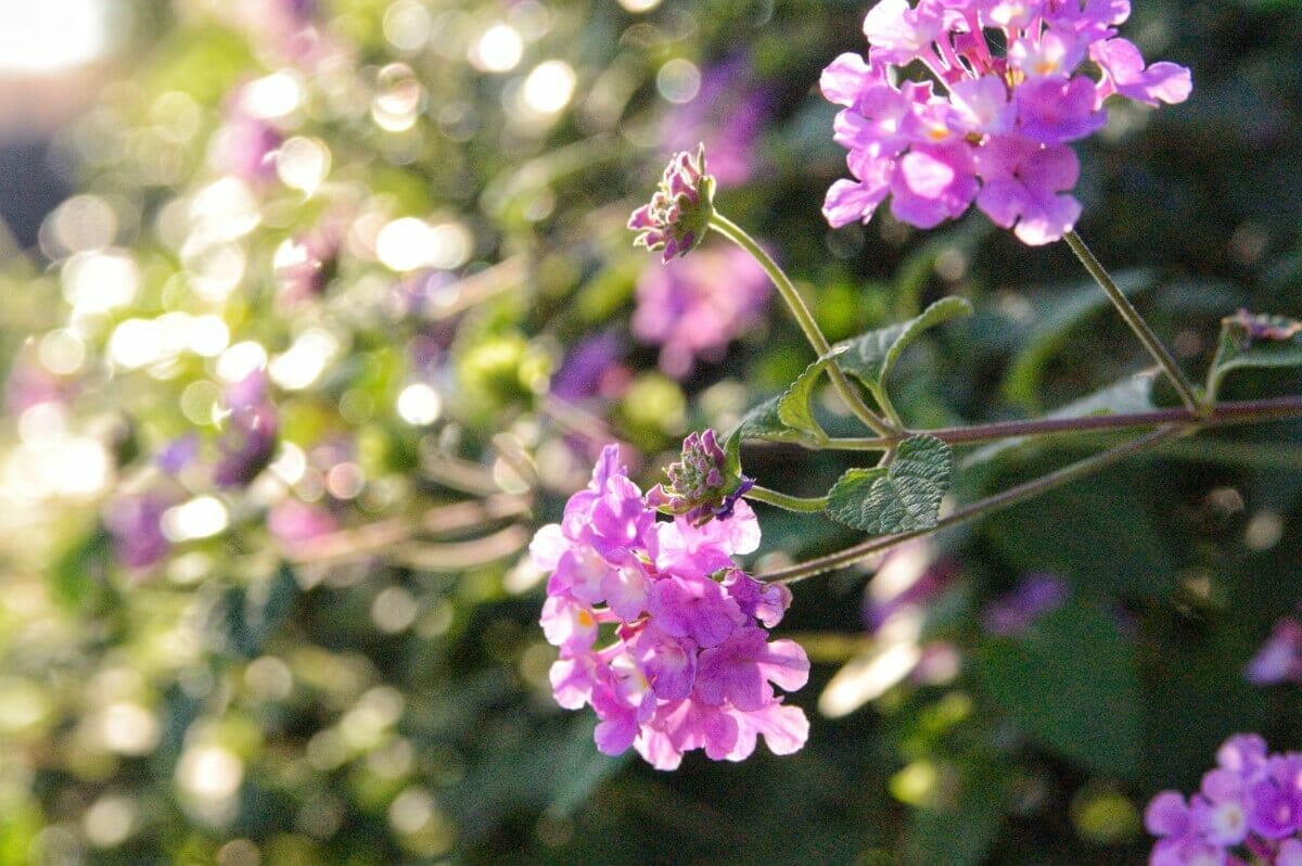 Trailing Lantana: How to Plant, Grow, and Care for Beautiful Flowers ...