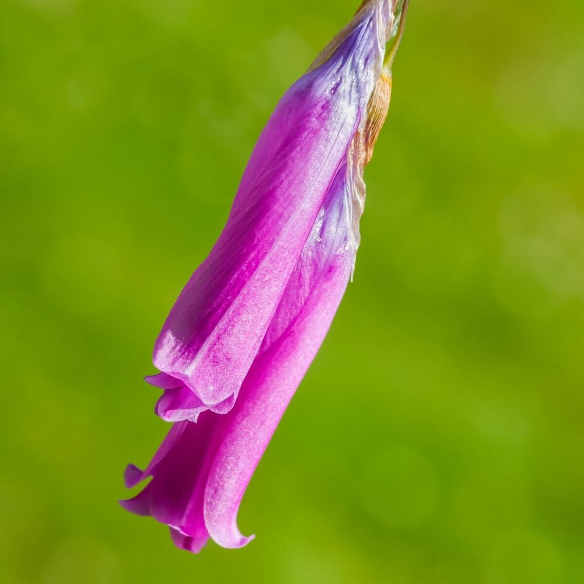 How to Grow Angel's Fishing Rod Flowers in Your Garden - Petal Republic