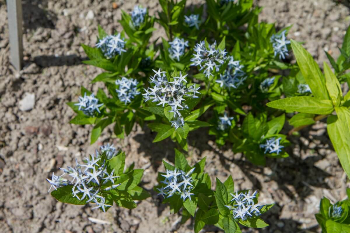 Growing Blue Star Flowers: Tips and Techniques - Petal Republic