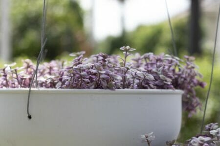 How to Grow and Care for Callisia repens (Turtle Vine) - Petal Republic