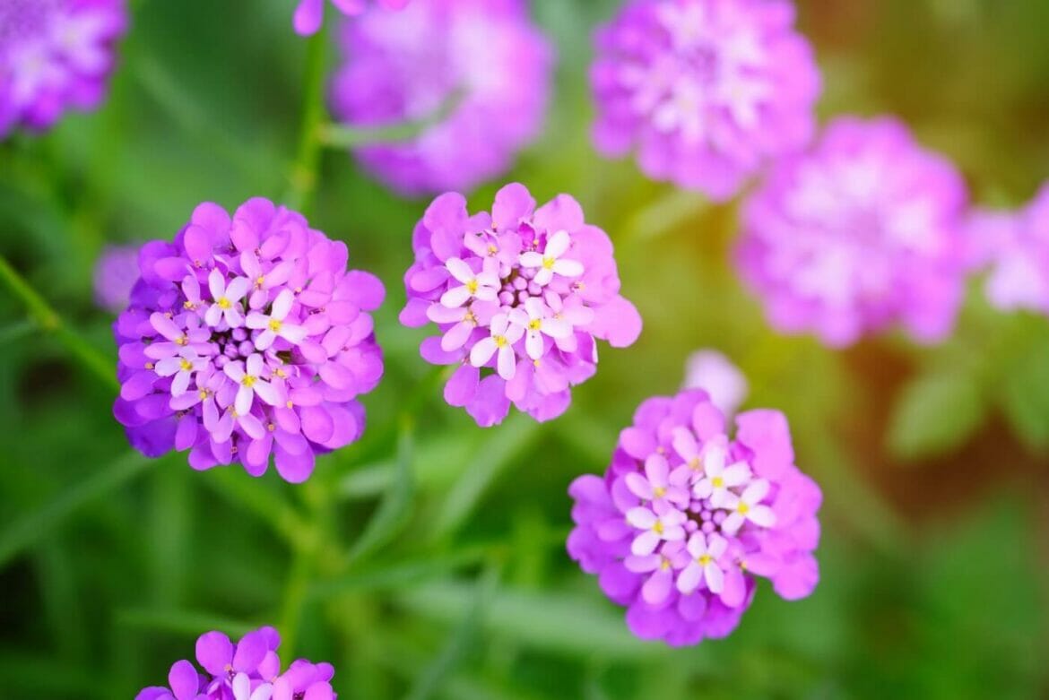 Grow Stunning Garden Candytuft with Expert Tips - Petal Republic