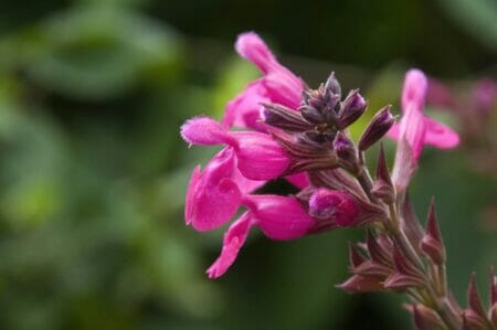 How to Grow Salvia greggii (Autumn sage) - Petal Republic