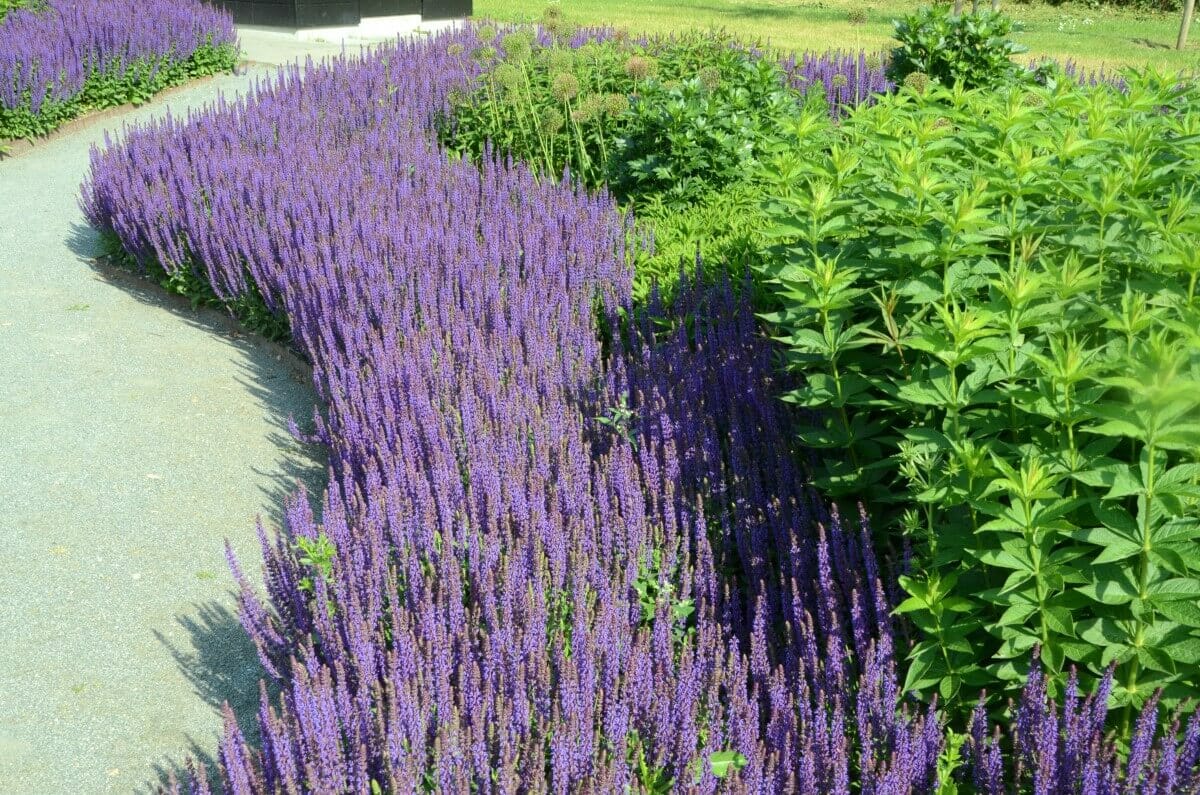 How to Grow Salvia Nemorosa Flowers (Woodland Sage) - Petal Republic