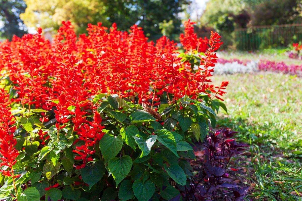 Beginner's Guide: How to Grow Scarlet Sage - Petal Republic