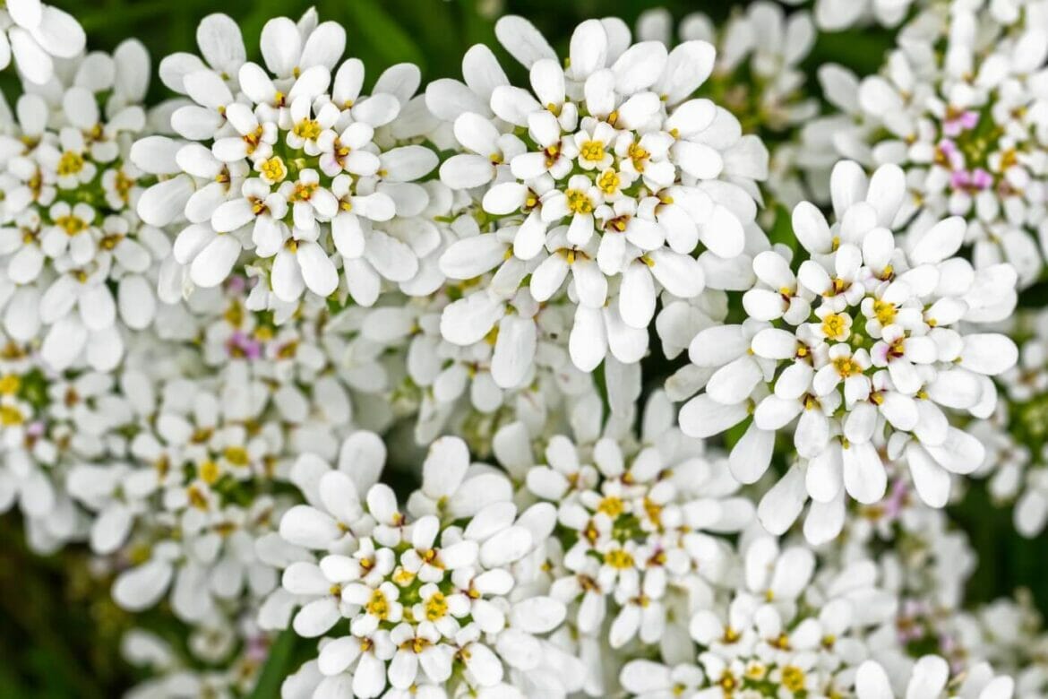 Growing Snowflake Candytuft: Tips and Tricks - Petal Republic