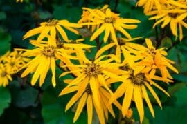 55 Types of Yellow Flowers to Brighten Your Garden Display - Petal Republic