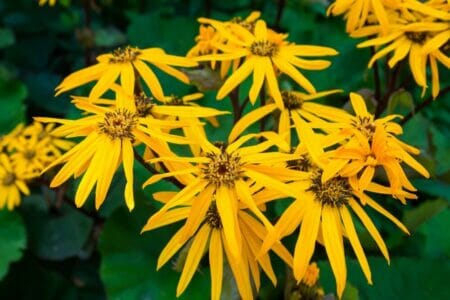 55 Cheerful Yellow Flowers to Brighten Your Garden (with Photos!)