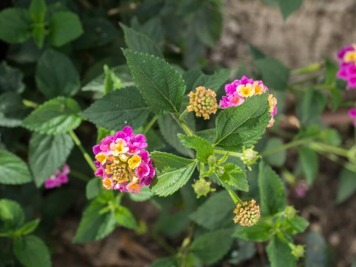 A Guide to Growing and Caring for Texas Lantana - Petal Republic