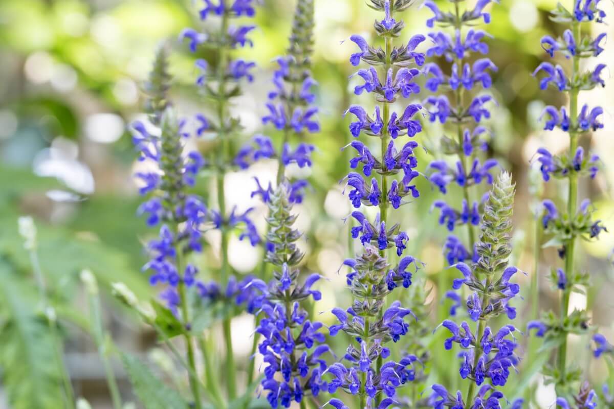 How to Grow Salvia Nemorosa Flowers (Woodland Sage) - Petal Republic