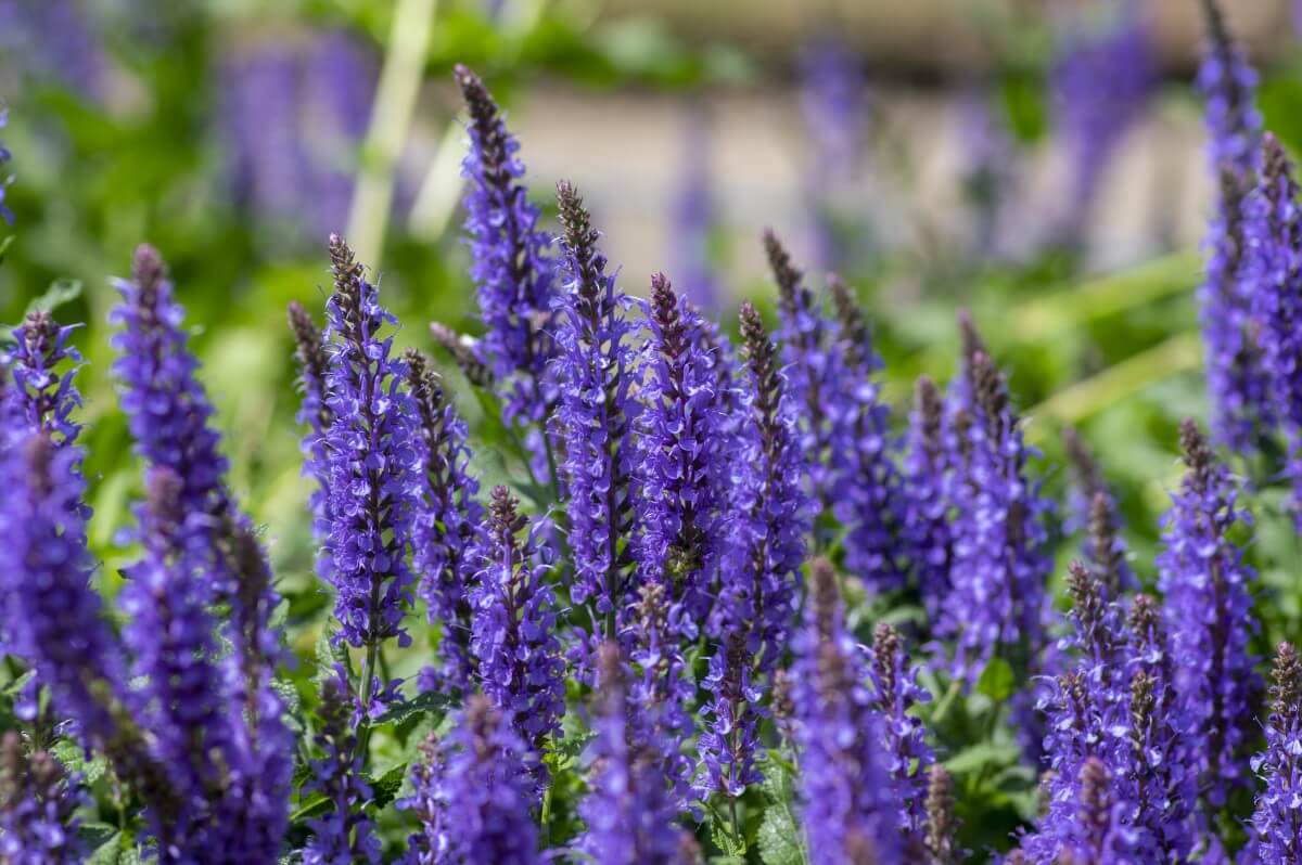 How to Grow Salvia Nemorosa Flowers (Woodland Sage) - Petal Republic