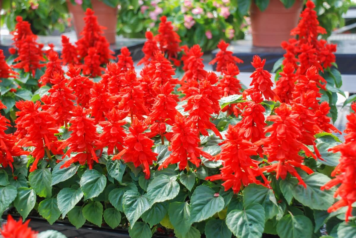 Beginner's Guide: How to Grow Scarlet Sage - Petal Republic