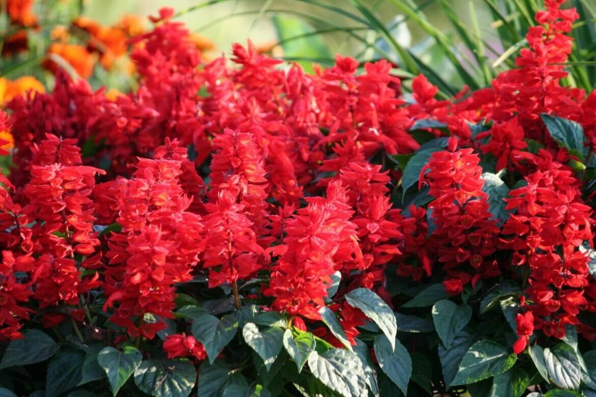 How to Grow Scarlet Sage (Salvia splendens) - Petal Republic