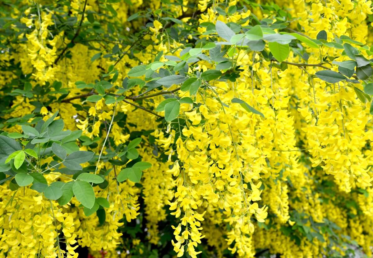 Ultimate Guide to Laburnum Flower Meaning - Petal Republic
