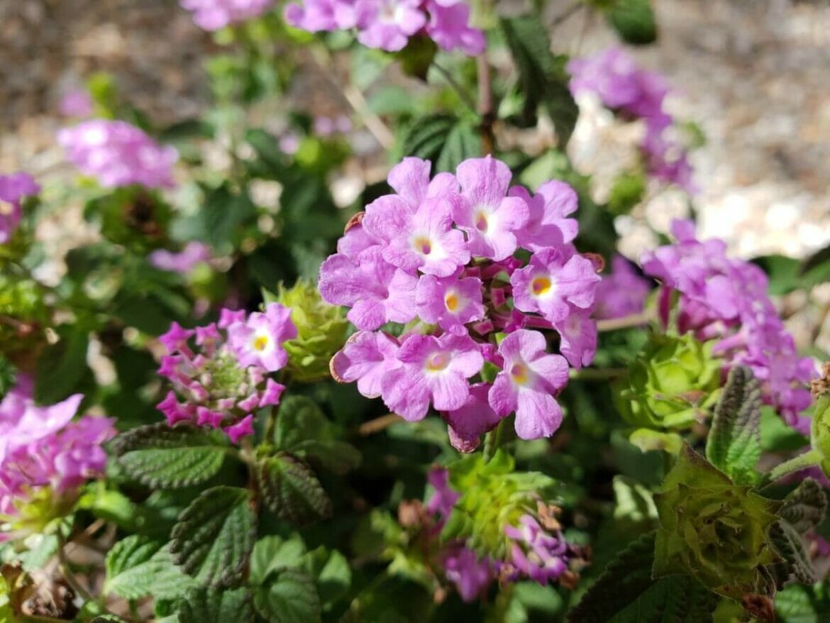 How to Grow Trailing Lantana (Lantana montevidensis) - Petal Republic