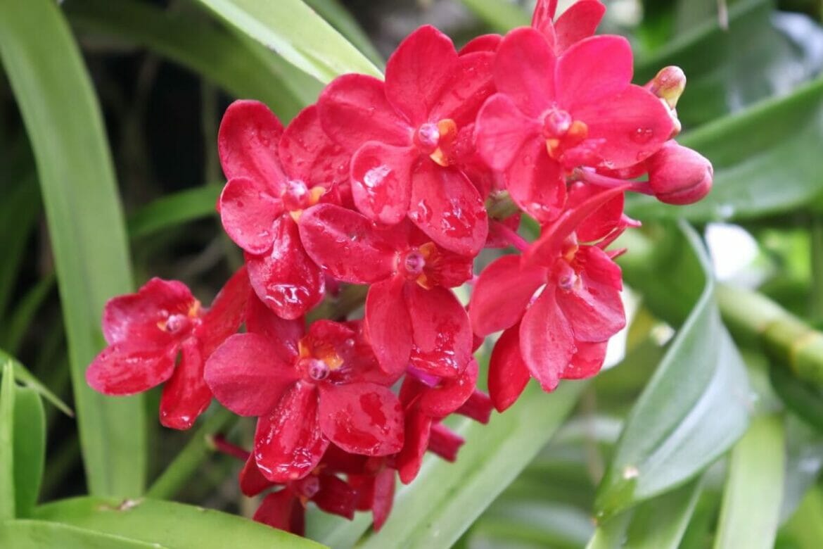 10 Gorgeous Vanda Orchids You Can Actually Grow at Home - Petal Republic