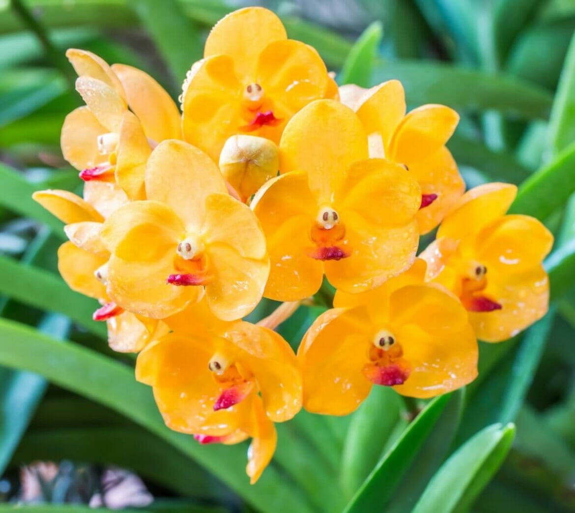 10 Best Types of Vanda Orchids to Grow at Home - Petal Republic