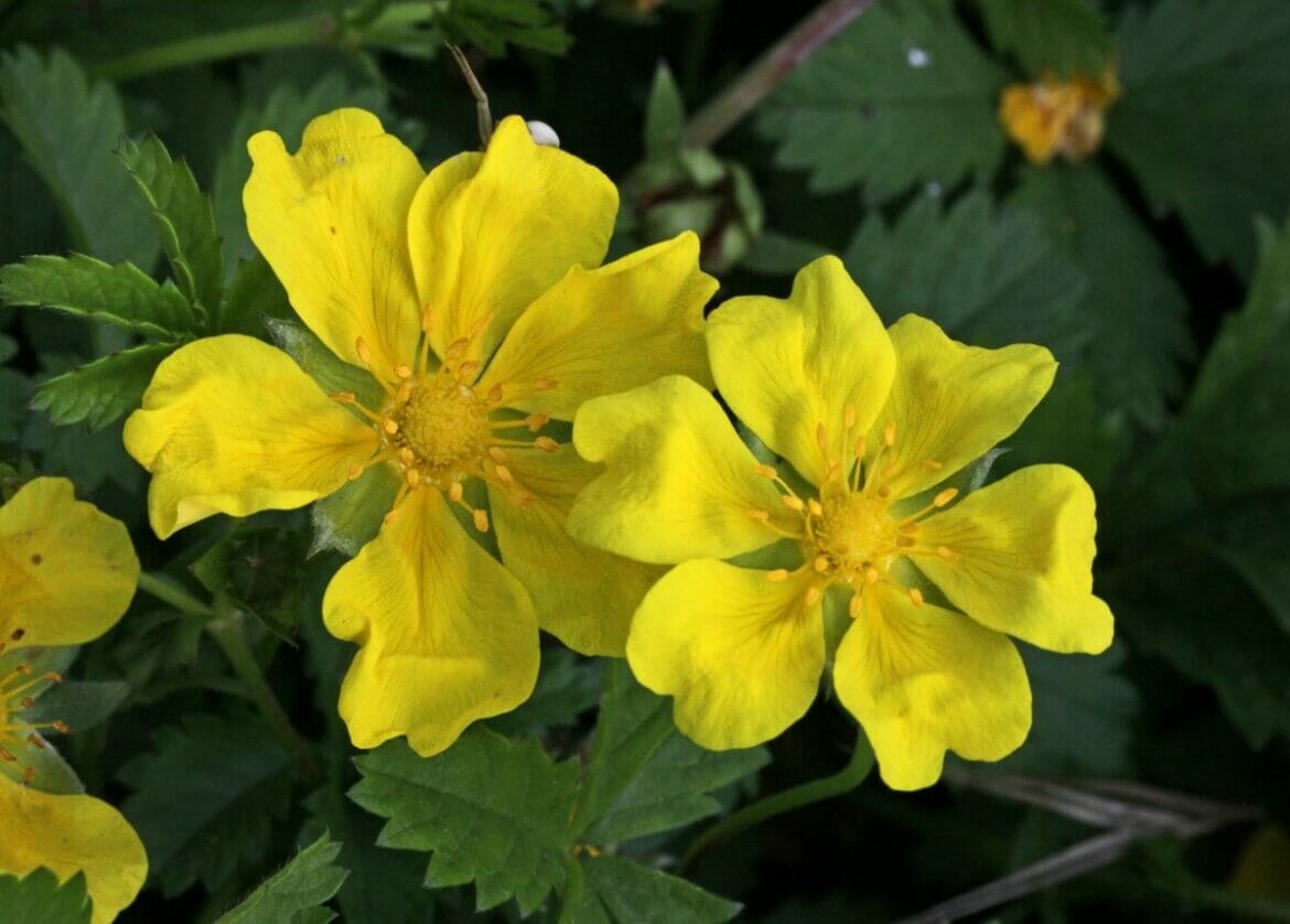How to Grow Potentilla Reptans (Creeping Cinquefoil) - Petal Republic
