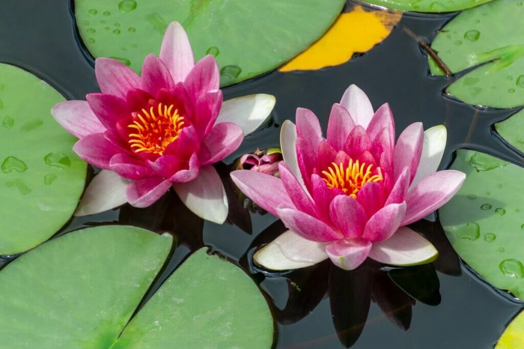 Water Lily Images Meaning Webphotos Water Lily Images Meaning Webphotos