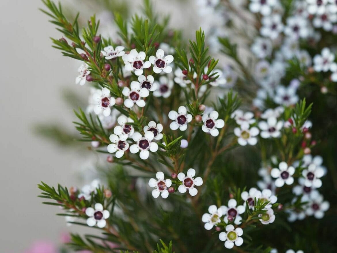 How to Grow and Care for Waxflowers (Chamelaucium) - Petal Republic