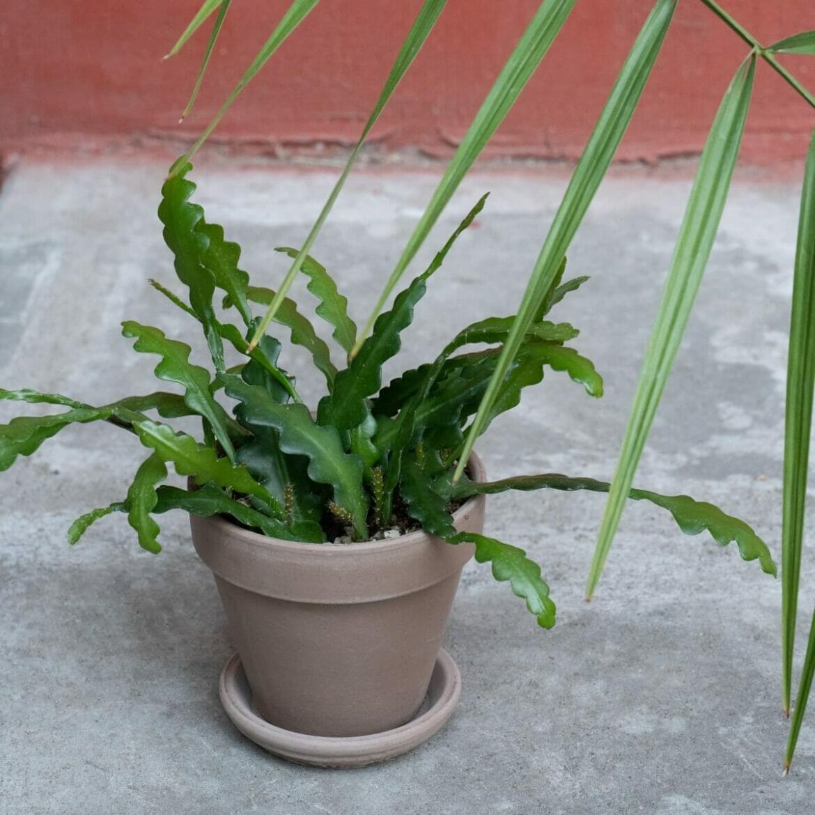 Fishbone Cactus Care at Home (Epiphyllum anguliger) - Petal Republic