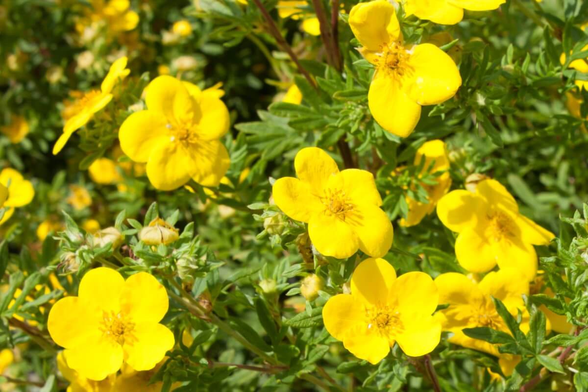 Tips for Growing Potentilla Gold Drop Successfully - Petal Republic