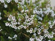 How to Grow and Care for Waxflowers (Chamelaucium) - Petal Republic