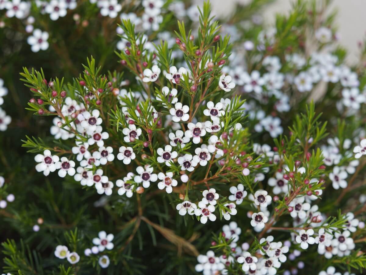 Growing Waxflowers in Your Garden: Tips and Tricks - Petal Republic